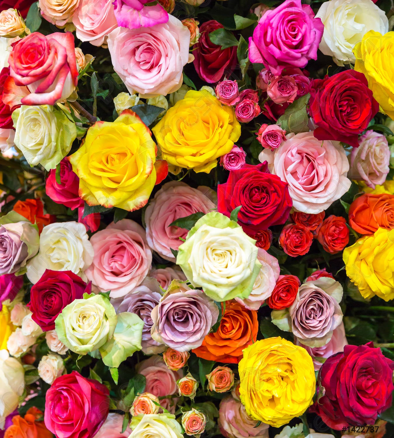 Welcome to Empire Flowers - Premium Bulk Fresh Cut Flowers