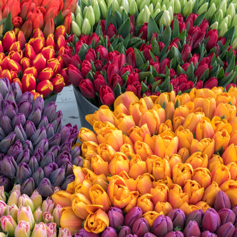 Tulips – Empire Flowers